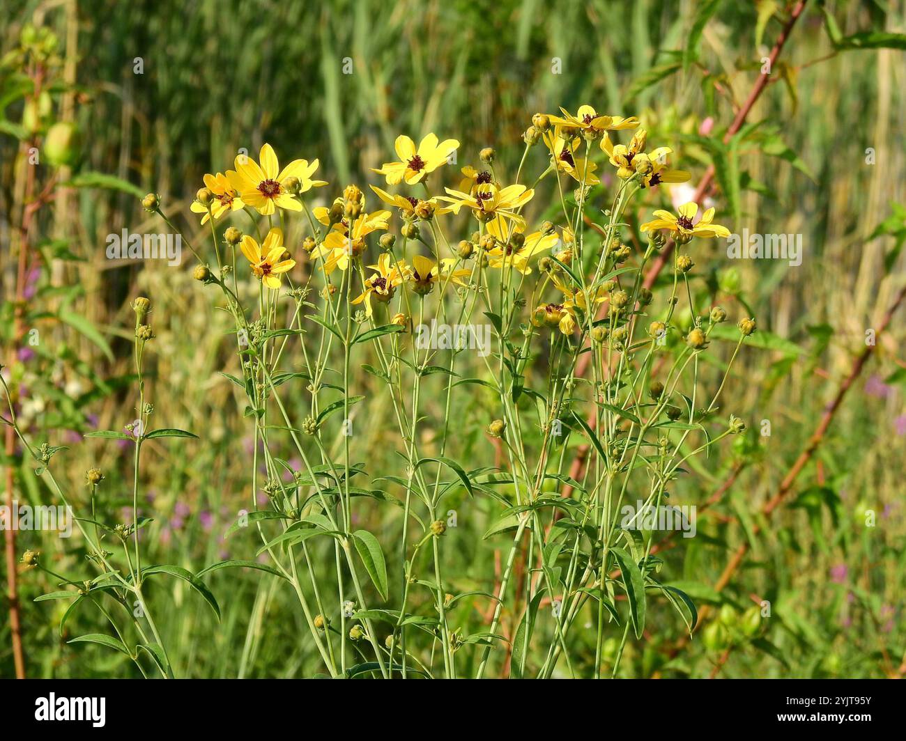 tall coreopsis (Coreopsis tripteris Stock Photo - Alamy