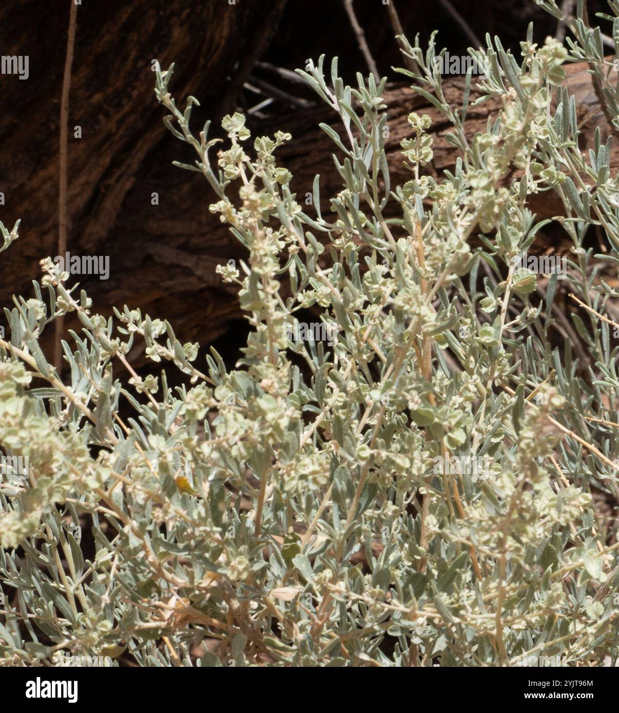 Fourwing Saltbush (Atriplex canescens Stock Photo - Alamy