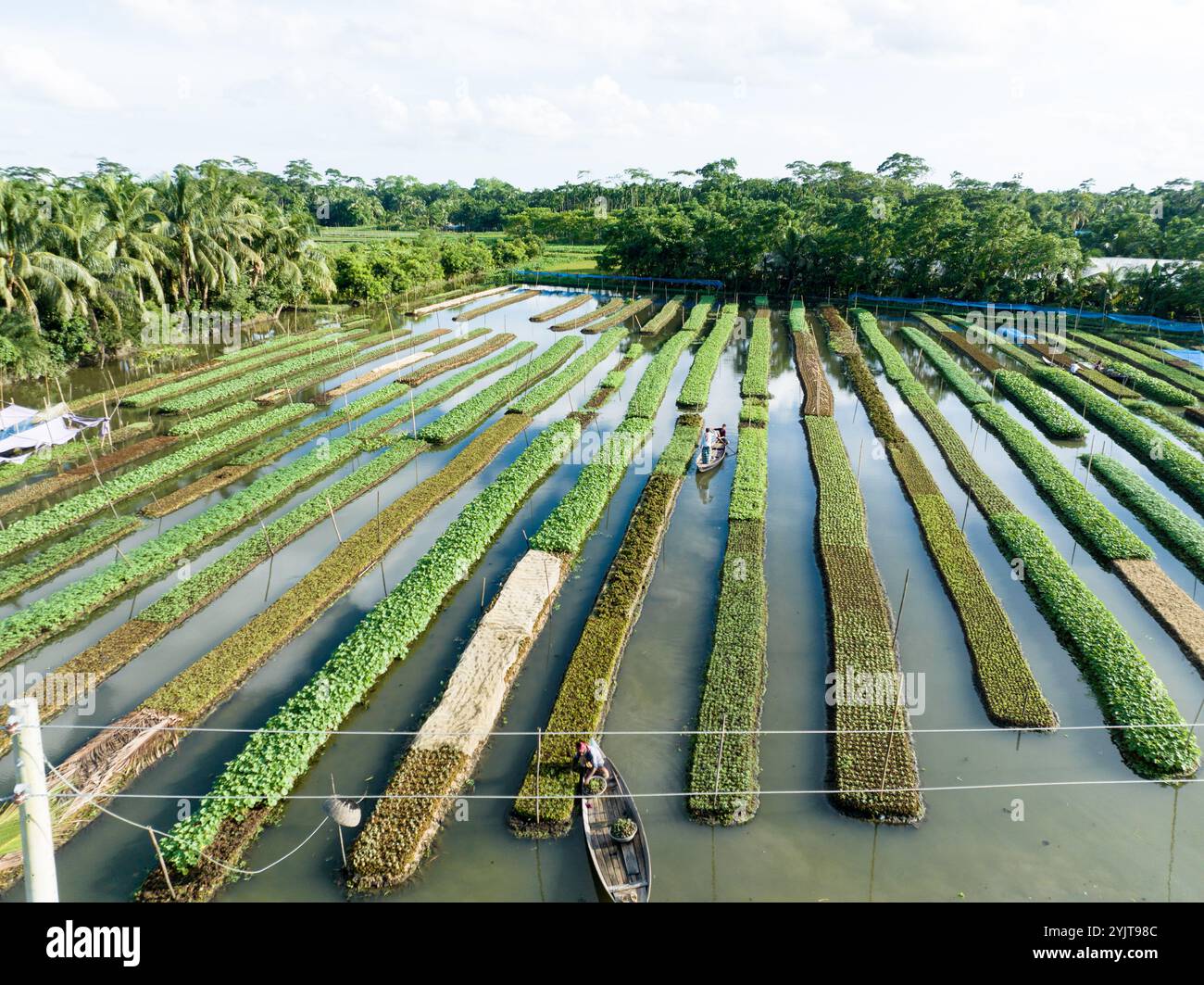 Farmers in low laying areas in Bangladesh choose floating farming ...