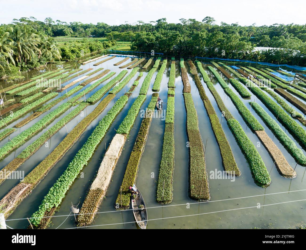 Farmers in low laying areas in Bangladesh choose floating farming ...