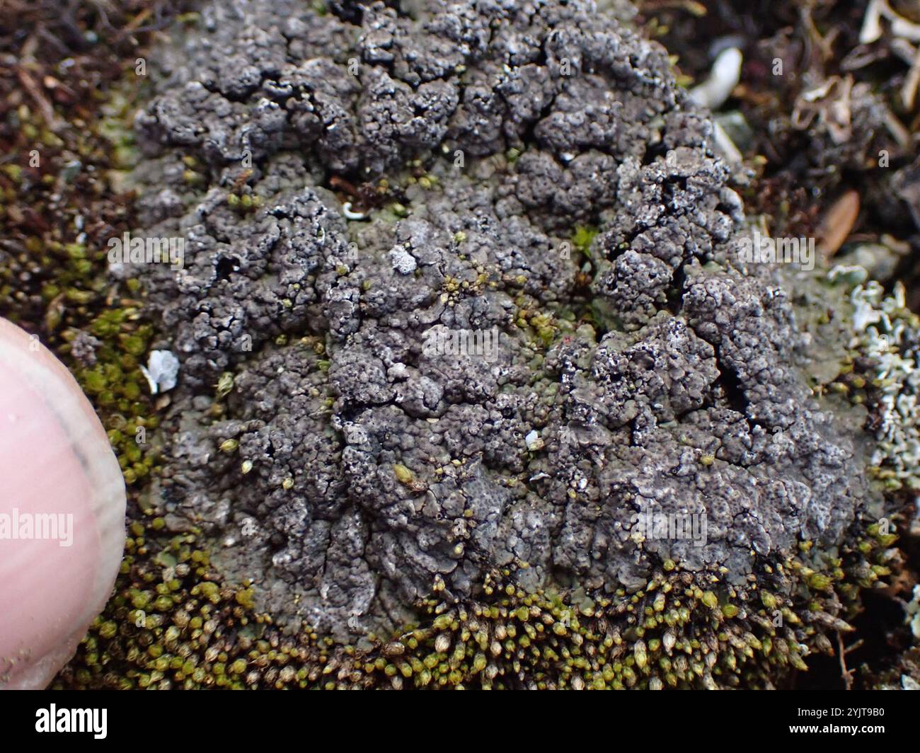 Greater Ashen Stipplescale Lichen (Catapyrenium daedaleum Stock Photo ...