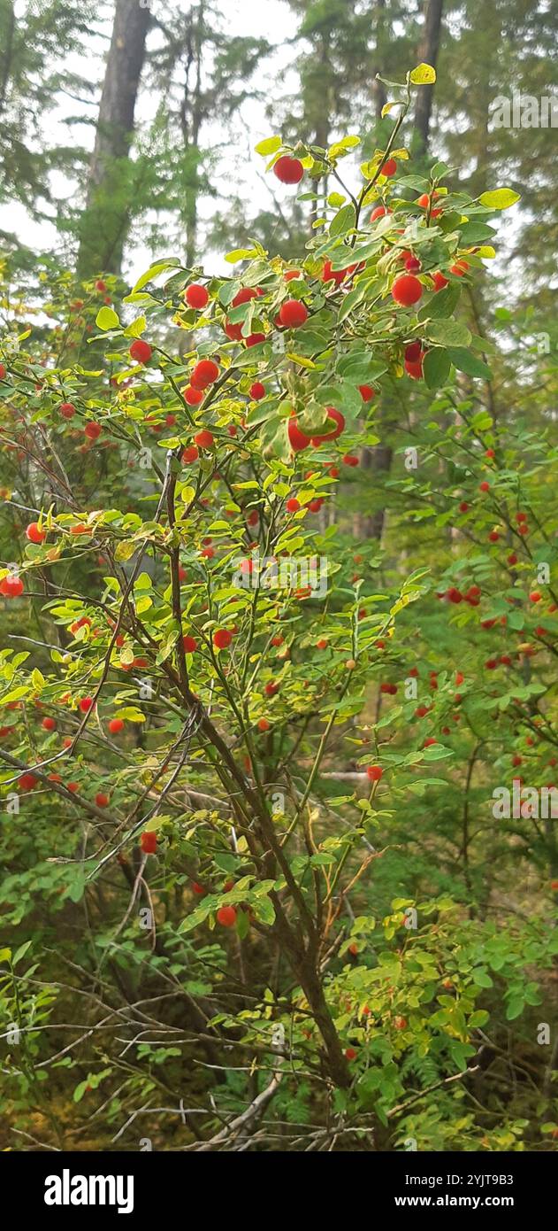 Red Huckleberry (Vaccinium parvifolium Stock Photo - Alamy