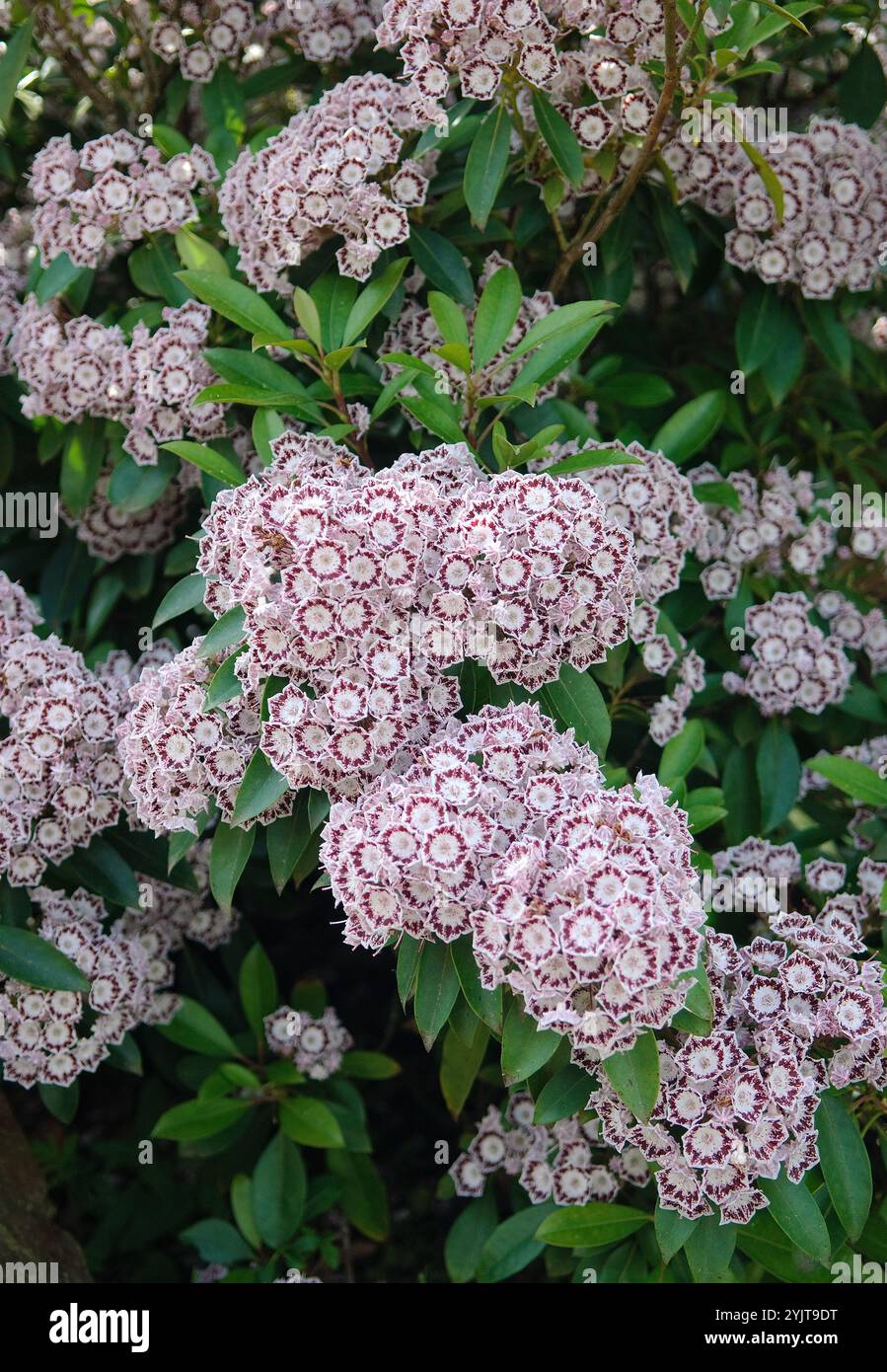 Kalmie Kalmia latifolia Nani Stock Photo - Alamy