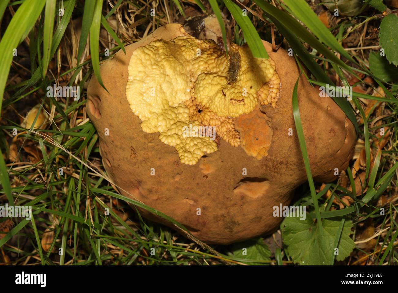 Dotted Stem Bolete (Neoboletus erythropus Stock Photo - Alamy