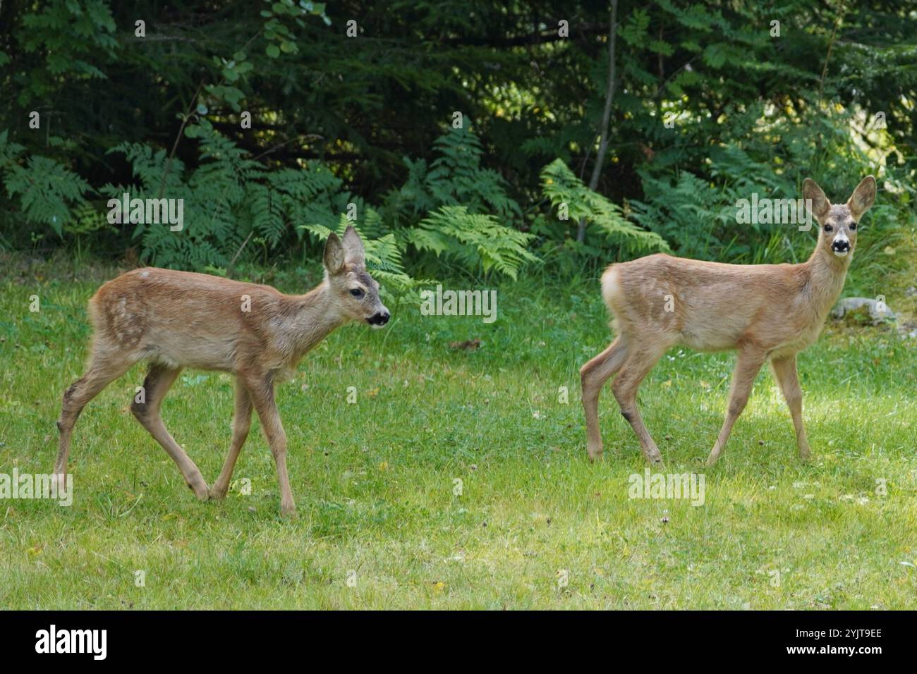 European Roe Deer (Capreolus capreolus capreolus Stock Photo - Alamy