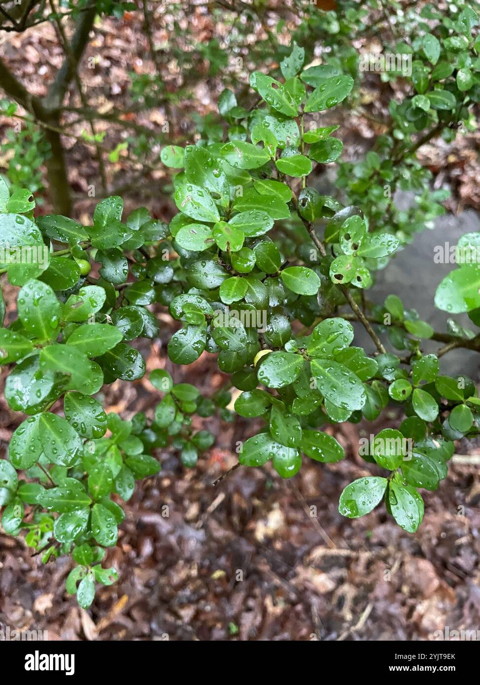 Japanese holly ilex crenata hi-res stock photography and images - Alamy