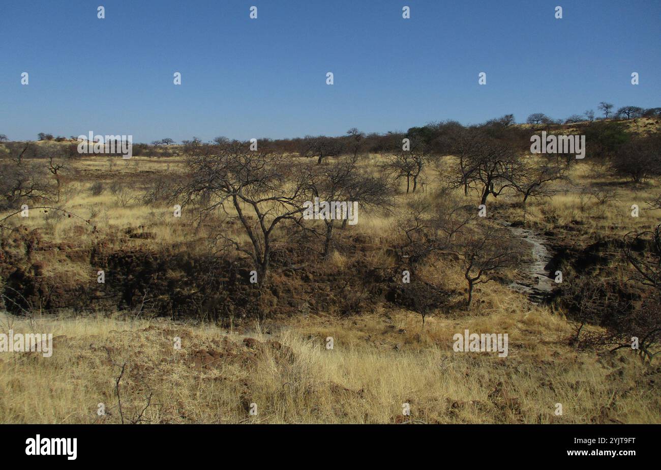 Kirkia hi-res stock photography and images - Alamy