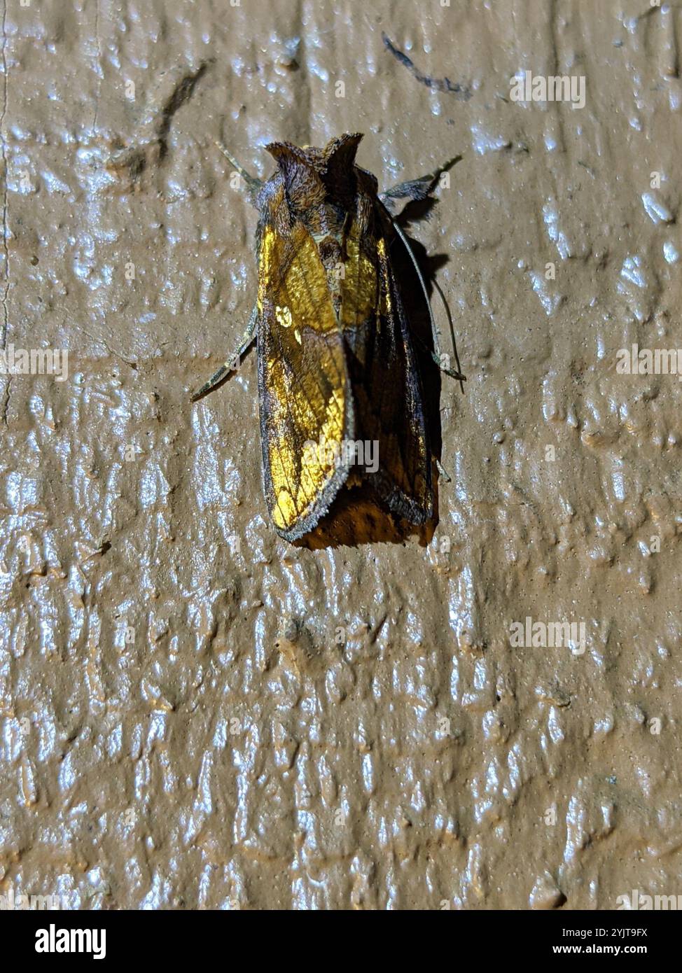 Golden Looper Moth (Argyrogramma verruca Stock Photo - Alamy