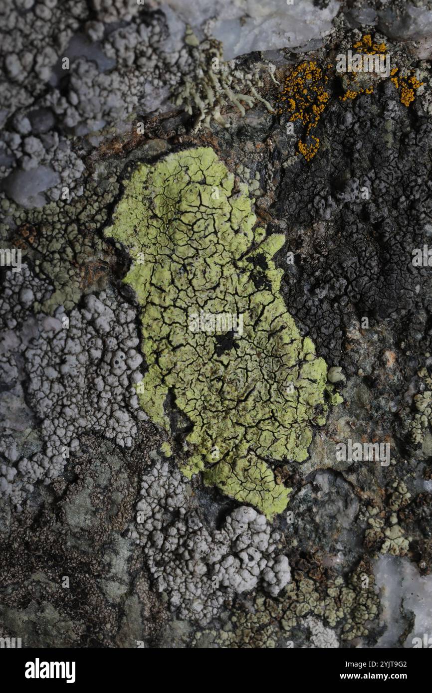 yellow map lichen (Rhizocarpon geographicum Stock Photo - Alamy