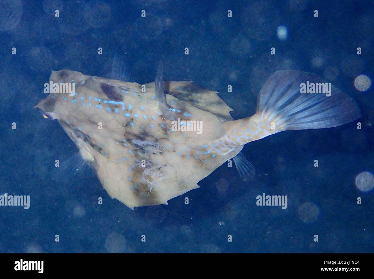 Humpback Turretfish (Tetrosomus gibbosus Stock Photo - Alamy