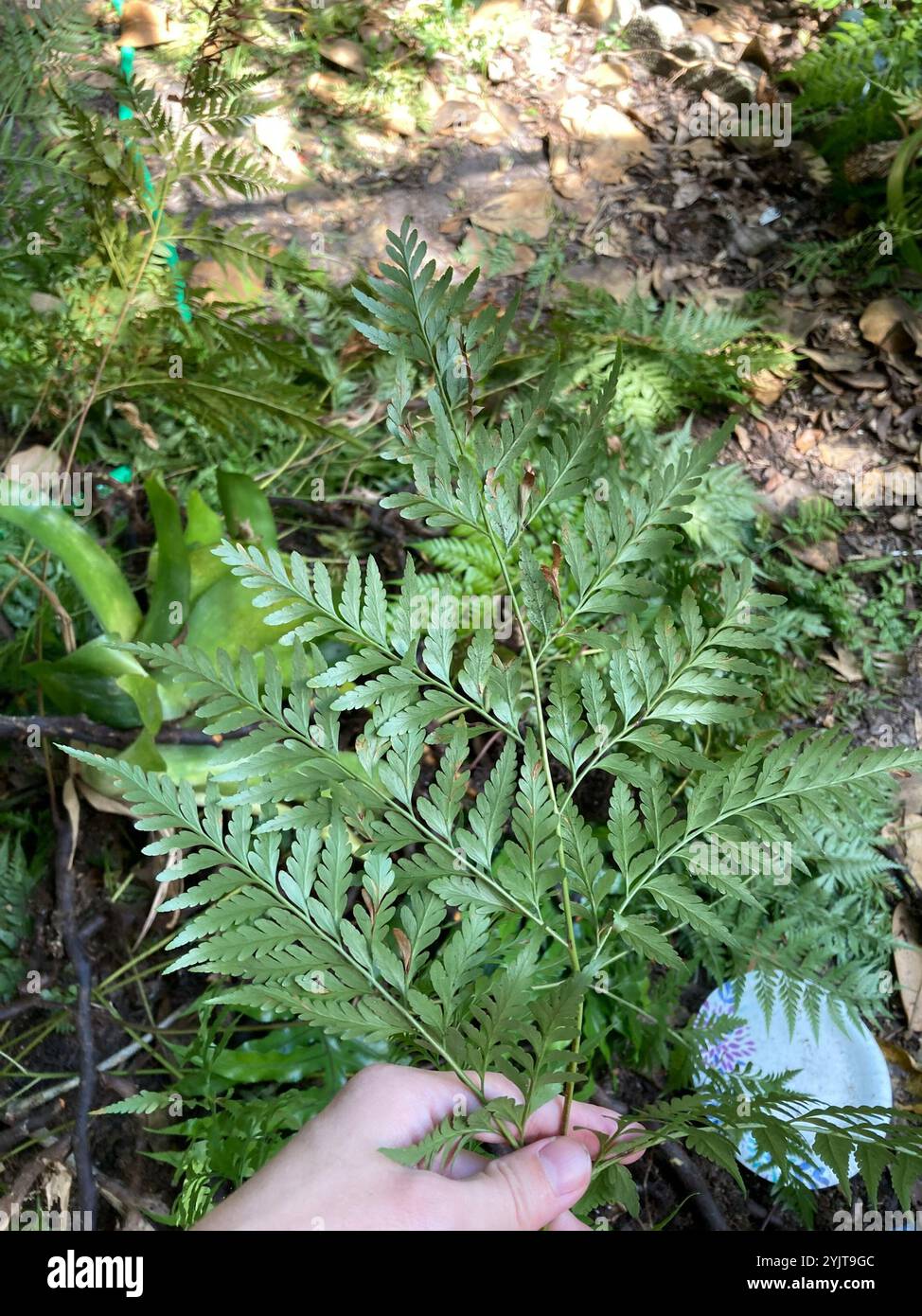 leatherleaf fern (Rumohra adiantiformis Stock Photo - Alamy
