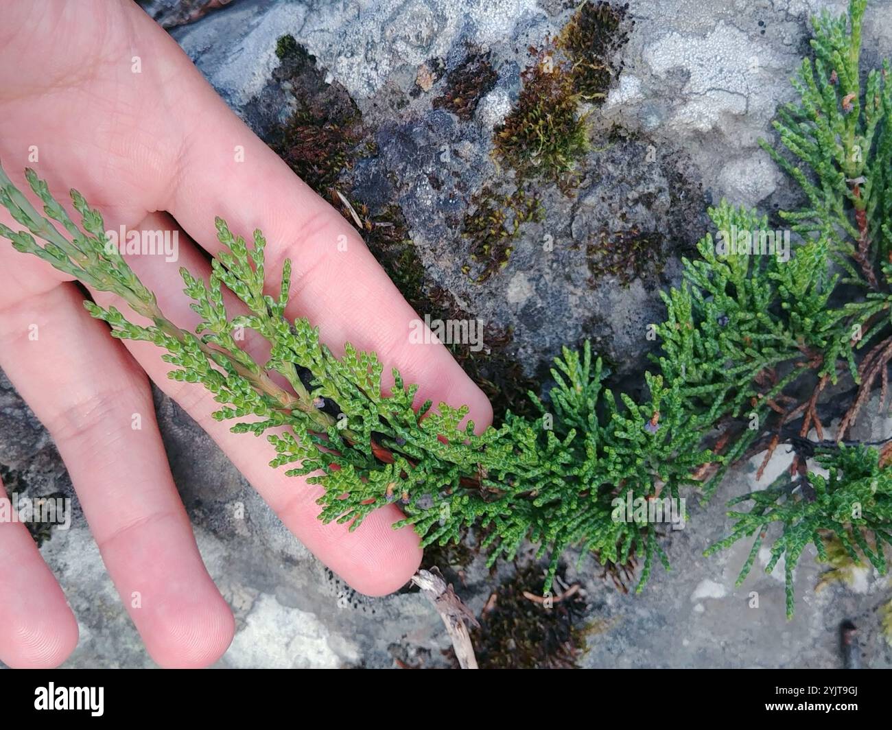 creeping juniper (Juniperus horizontalis Stock Photo - Alamy