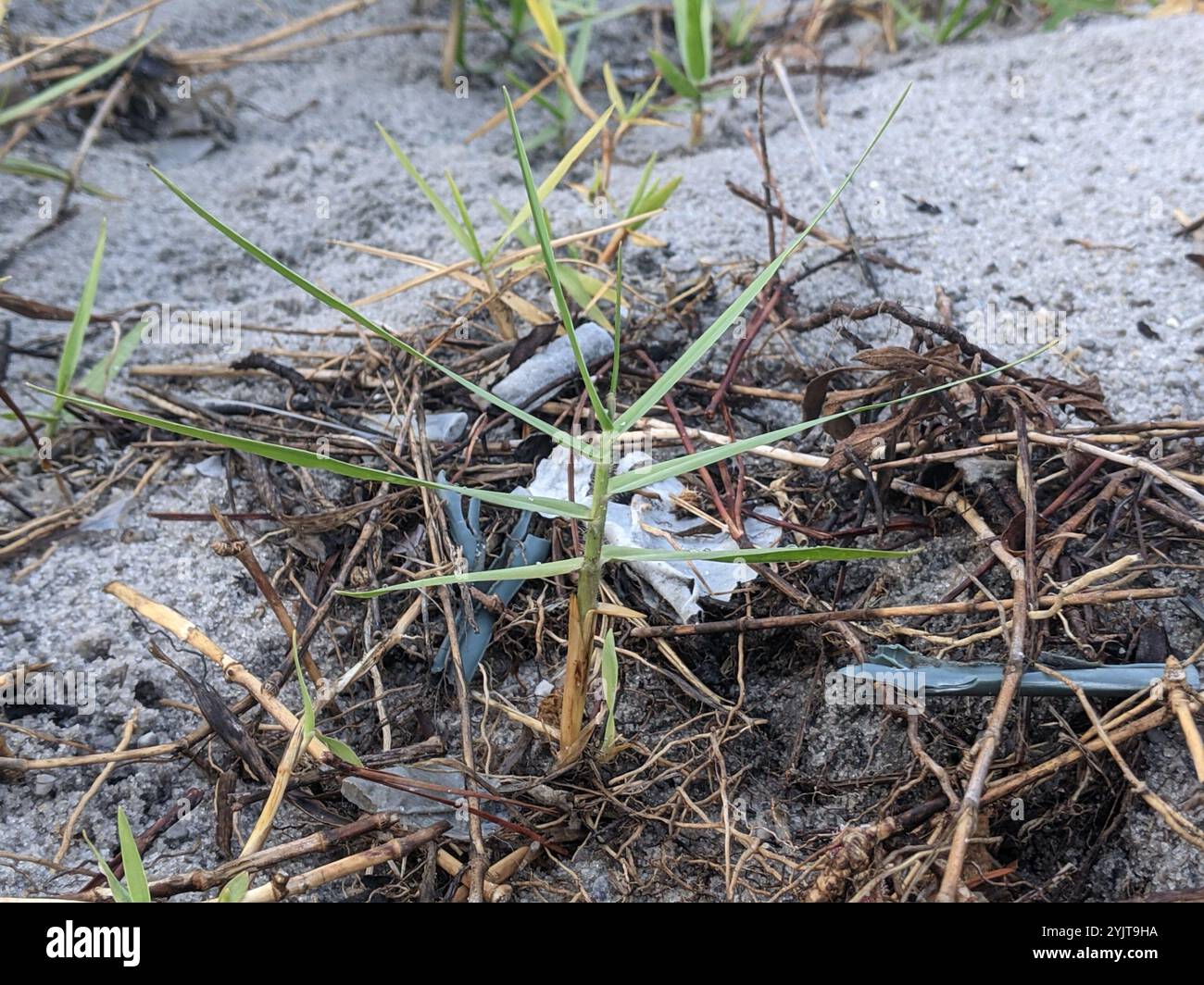 Torpedo grass (Panicum repens Stock Photo - Alamy