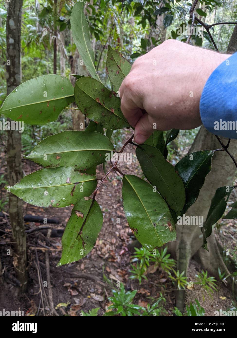 Yellow Pear-fruit (Mischocarpus pyriformis Stock Photo - Alamy