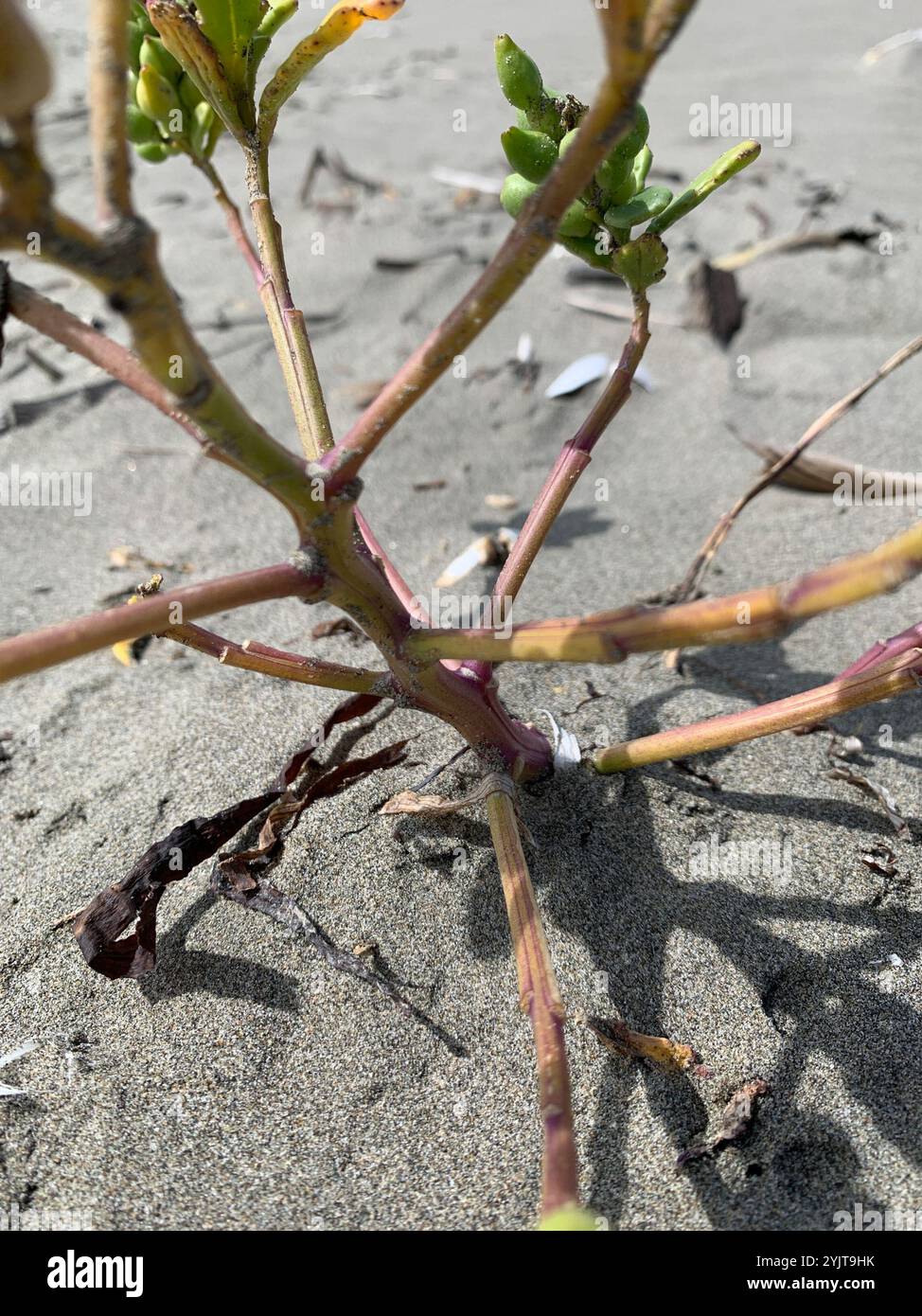 American searocket hi-res stock photography and images - Alamy