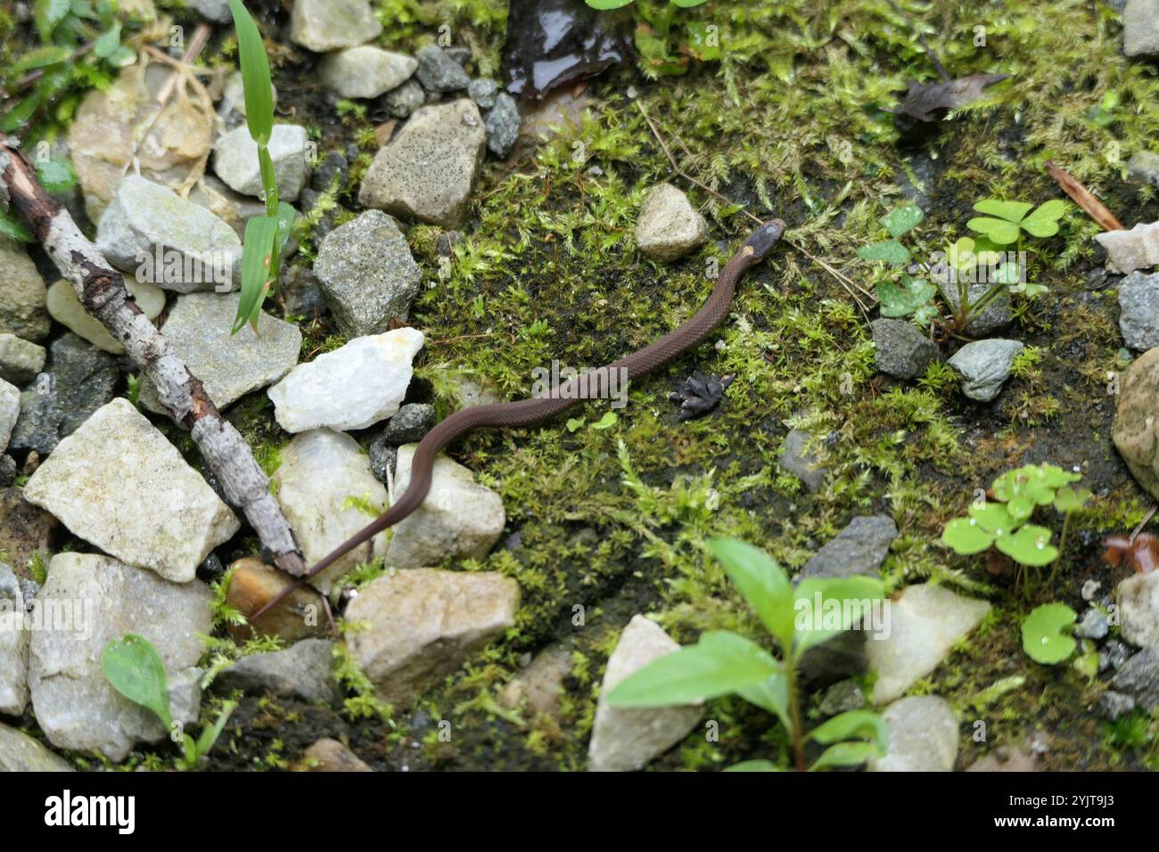 Red-bellied Snake (Storeria occipitomaculata Stock Photo - Alamy