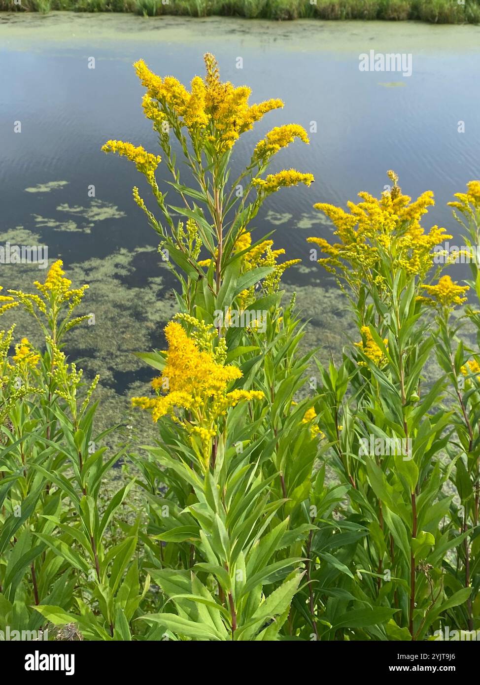 giant goldenrod (Solidago gigantea Stock Photo - Alamy