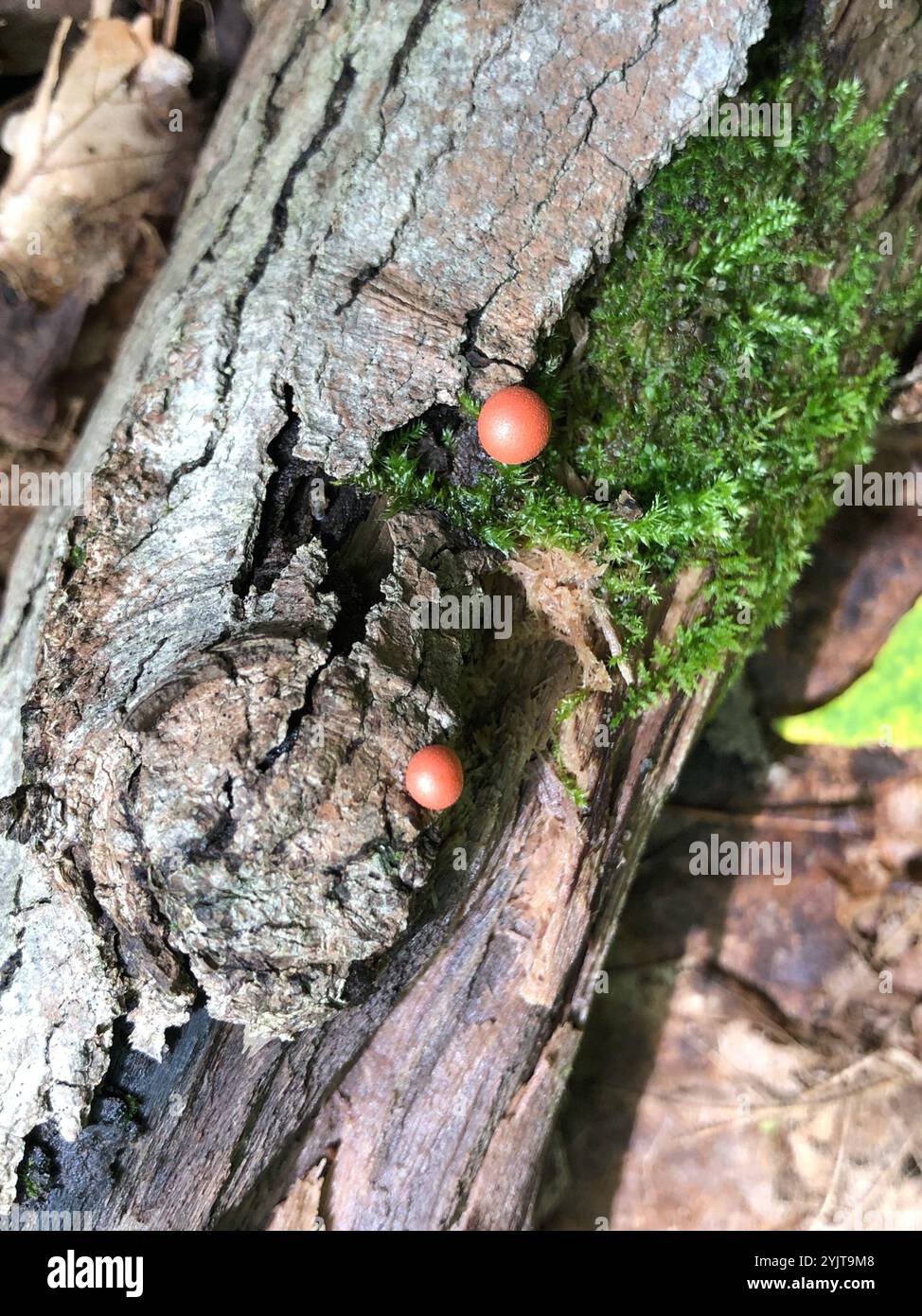Wolf's Milk (Lycogala epidendrum Stock Photo - Alamy