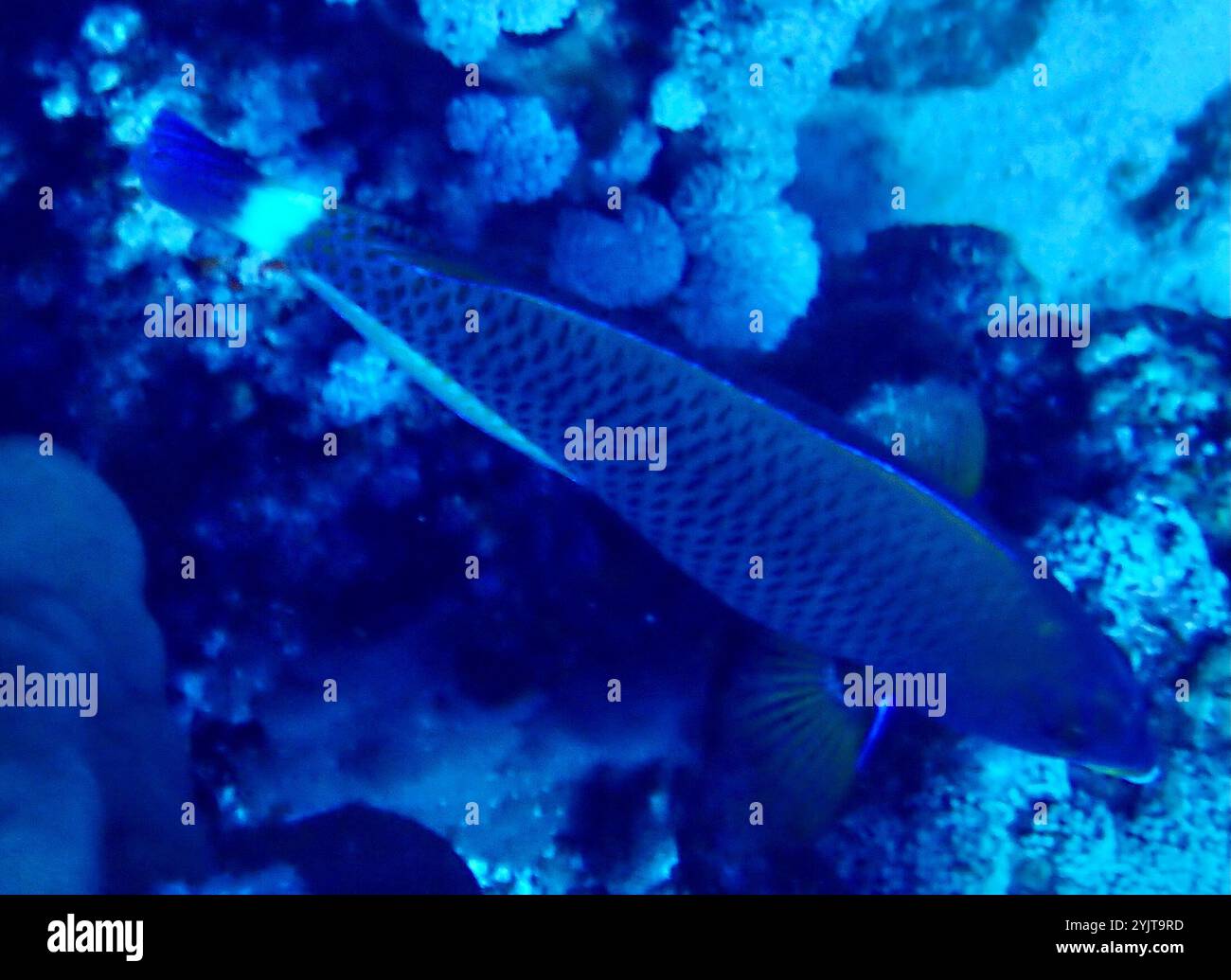 Chiseltooth Wrasse (Pseudodax moluccanus Stock Photo - Alamy