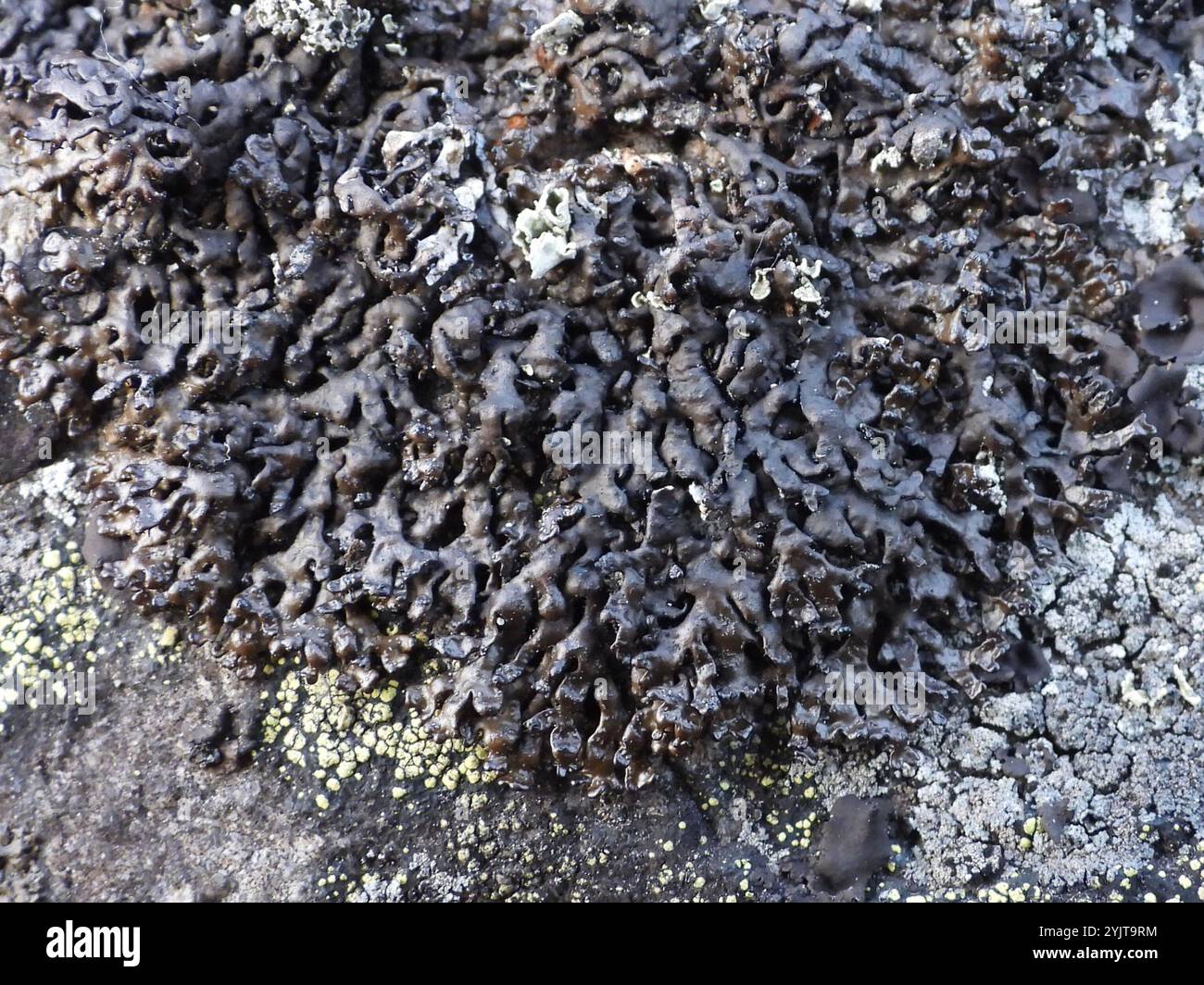 Stygian Black-parmelia (Melanelia stygia Stock Photo - Alamy