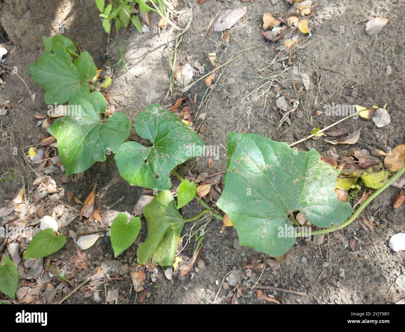 coastal manroot (Marah oregana Stock Photo - Alamy
