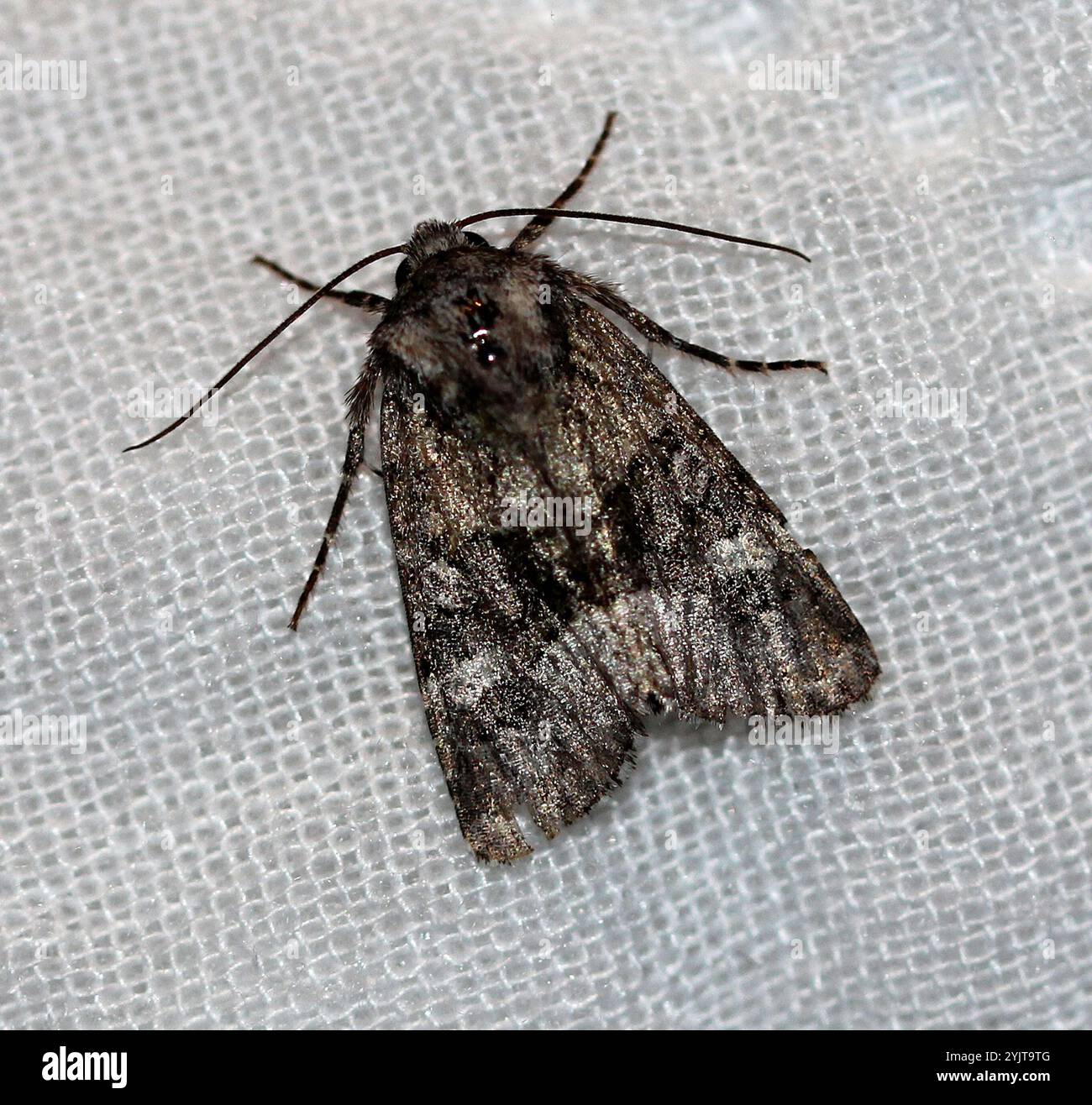 Olive Arches Moth (Lacinipolia olivacea Stock Photo - Alamy