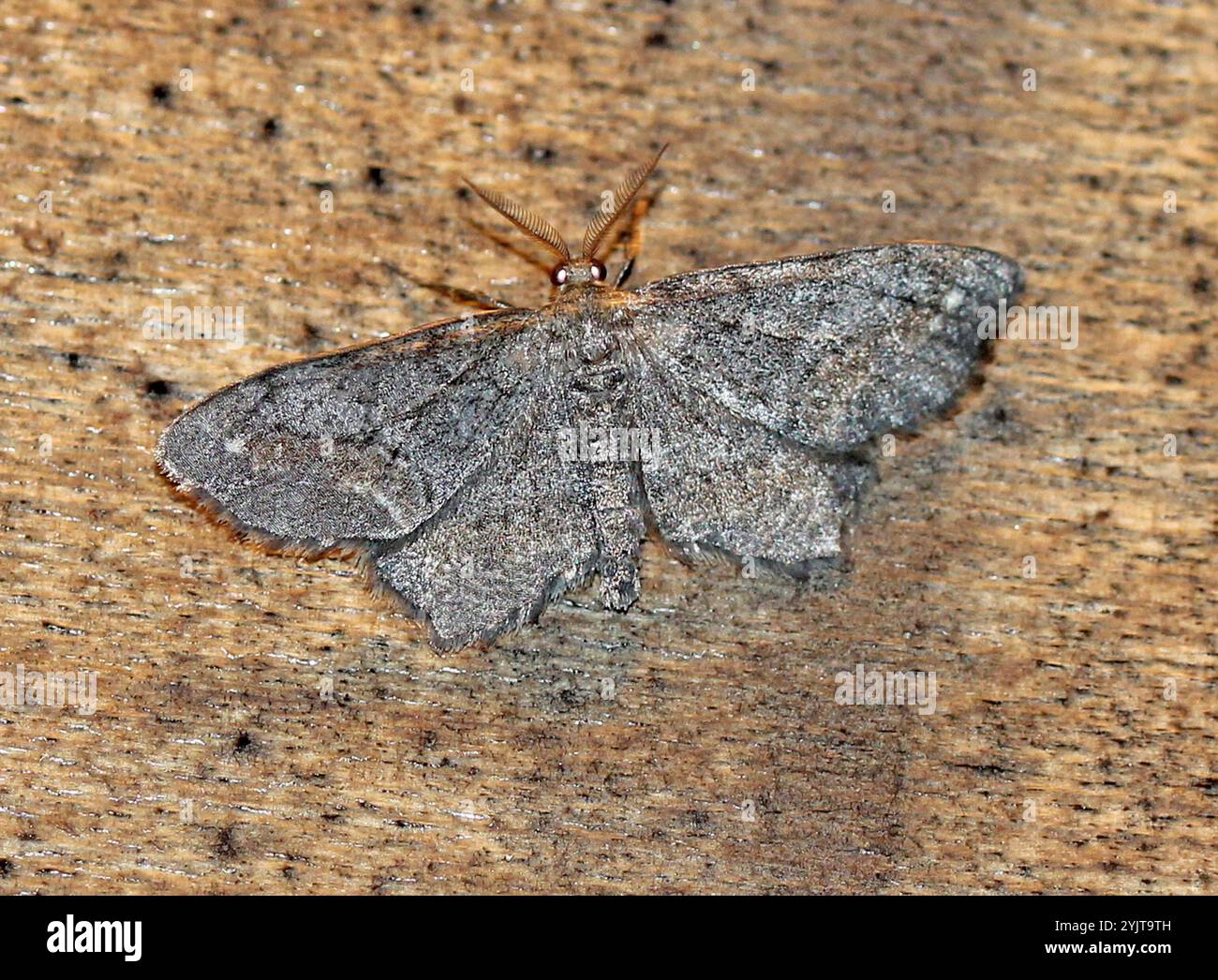 Unipunctata hi-res stock photography and images - Alamy