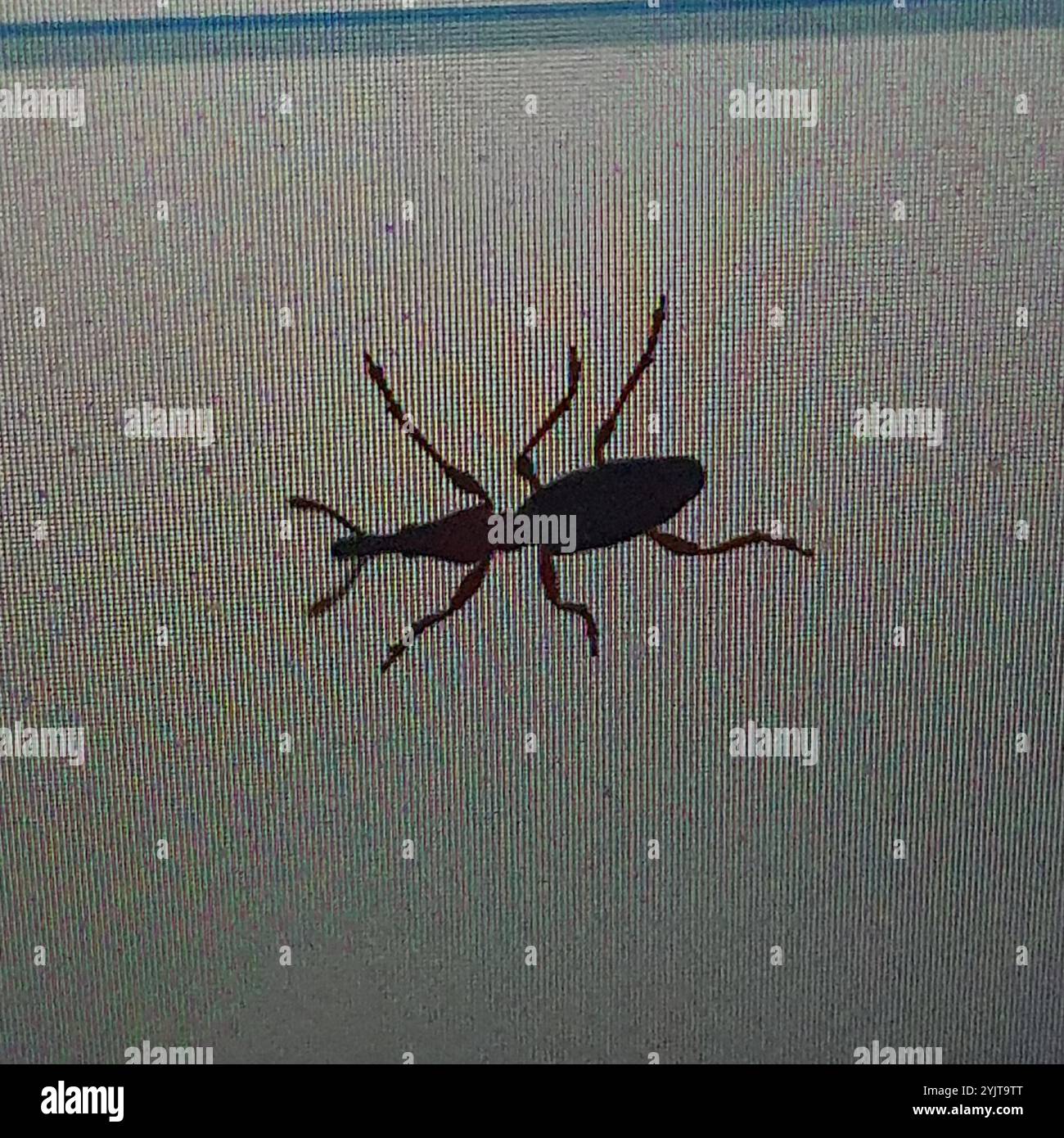 Sweet Potato Weevil (Cylas formicarius Stock Photo - Alamy