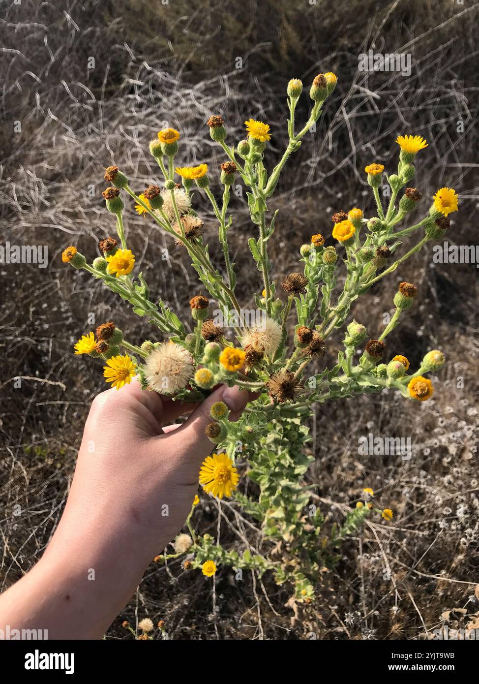 Telegraphweed (Heterotheca grandiflora Stock Photo - Alamy