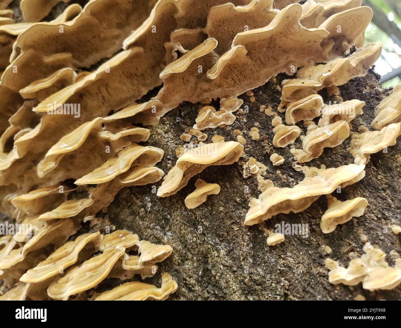 shelf fungi (Polyporales Stock Photo - Alamy