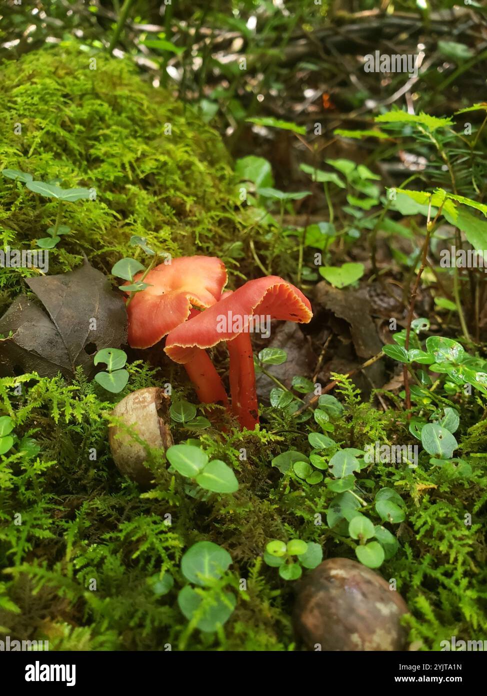 Scarlet Waxy Cap (Hygrocybe coccinea Stock Photo - Alamy