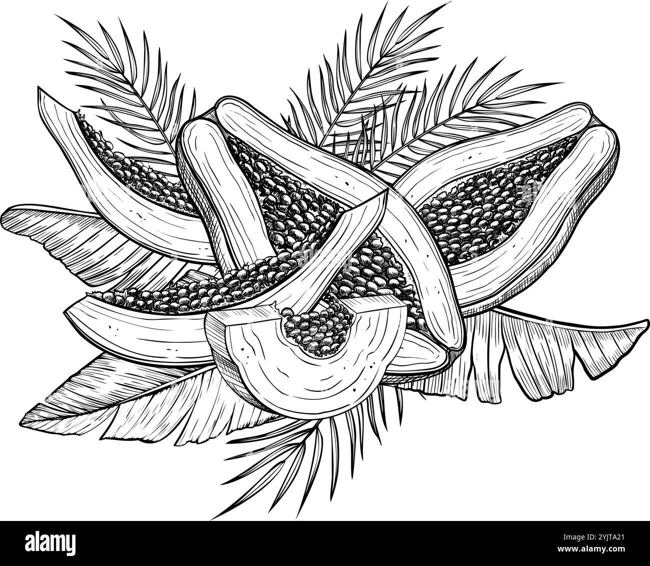 Vector illustration of Papaya Fruits with palm leaves and slices in ...