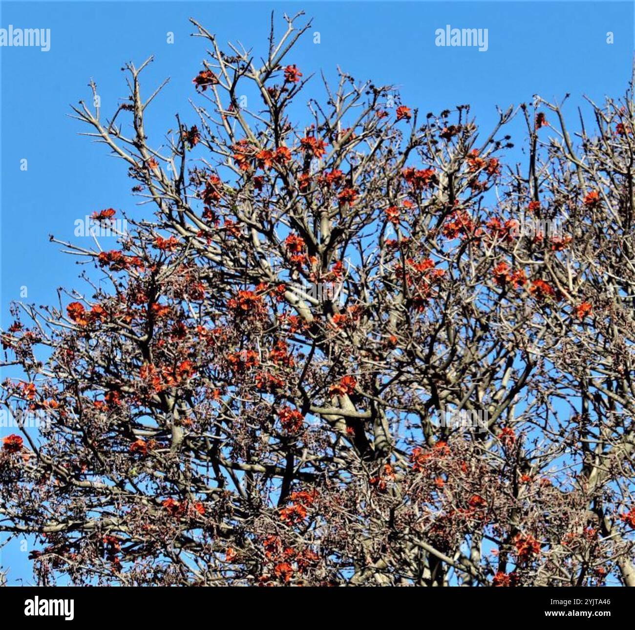 South African Coral Tree (Erythrina caffra Stock Photo - Alamy