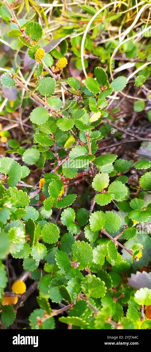 Dwarf Birch (Betula nana Stock Photo - Alamy