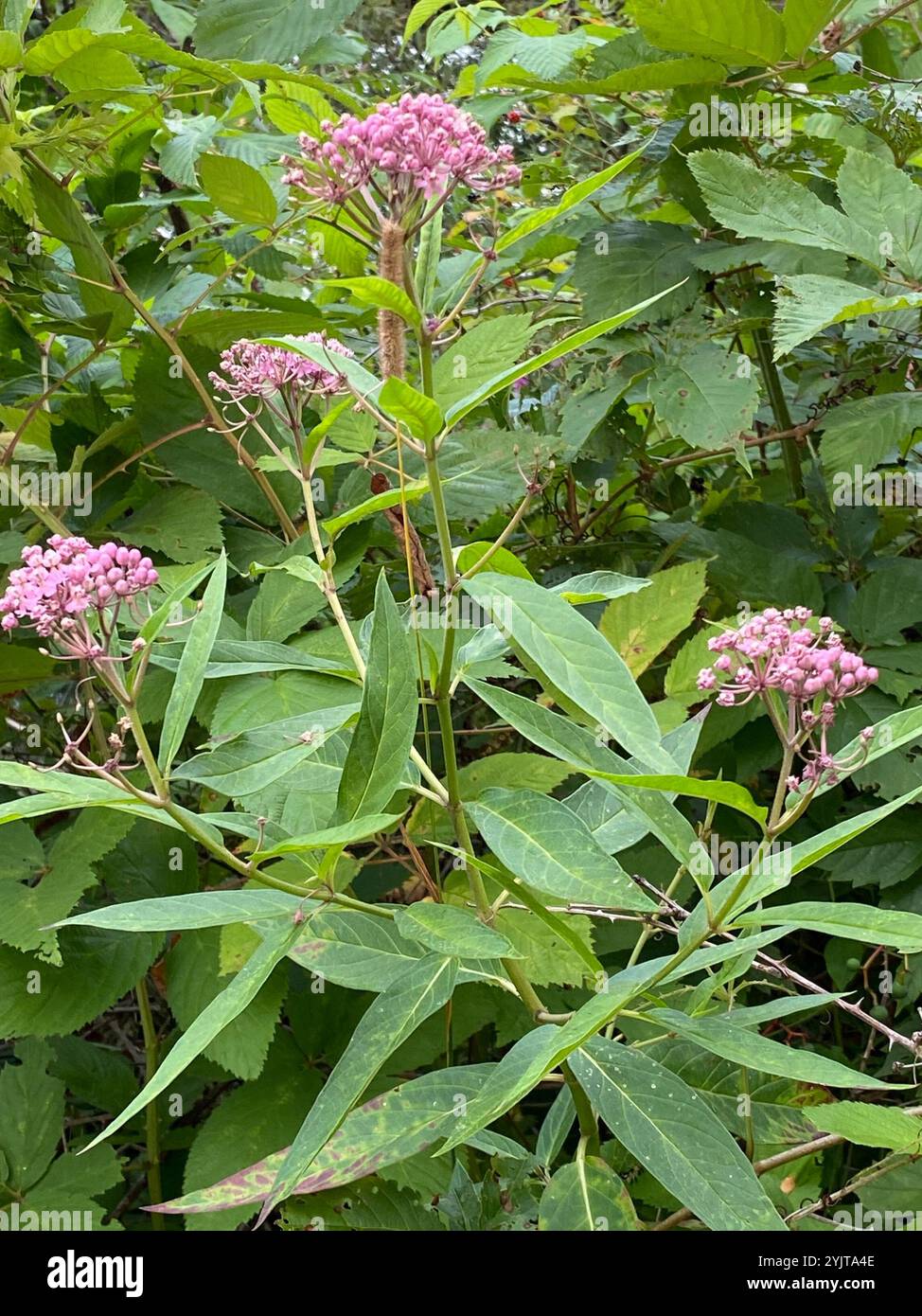 swamp milkweed (Asclepias incarnata Stock Photo - Alamy