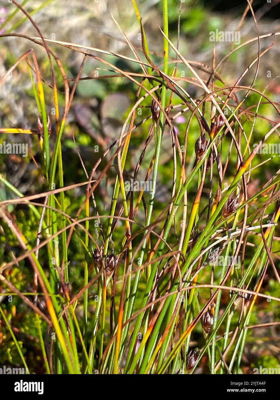 highland rush (Oreojuncus trifidus Stock Photo - Alamy