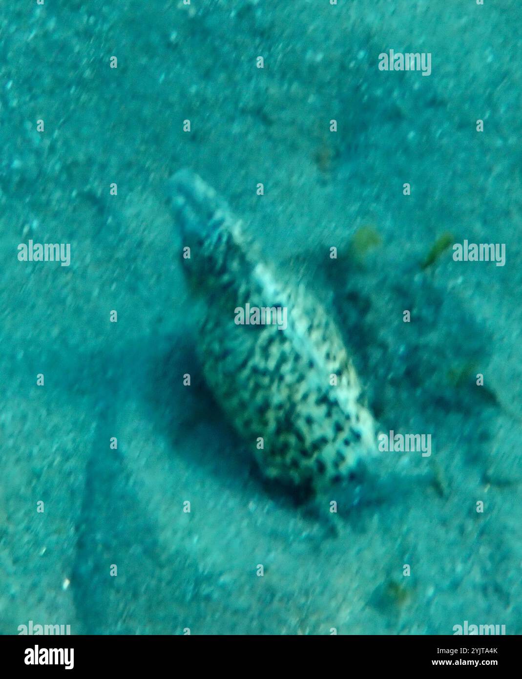 Marbled Snake Eel (Callechelys marmorata Stock Photo - Alamy