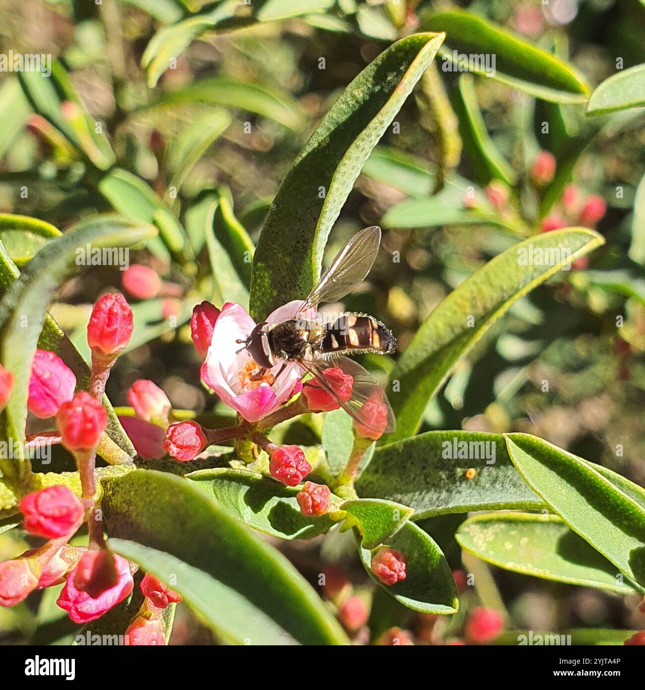 Typical Hover Flies (Syrphinae Stock Photo - Alamy