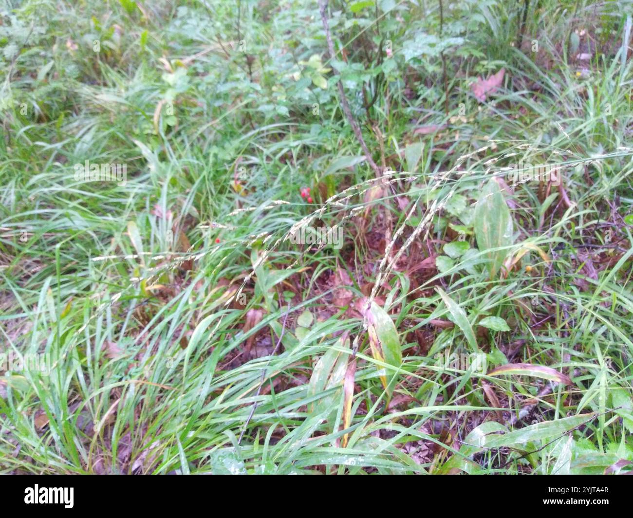 Purple moor grass (Molinia caerulea Stock Photo - Alamy