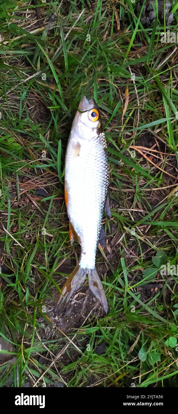 Aral Roach (Rutilus lacustris Stock Photo - Alamy