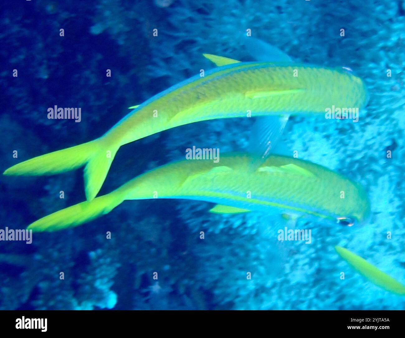 Yellowfin Goatfish (Mulloidichthys vanicolensis Stock Photo - Alamy
