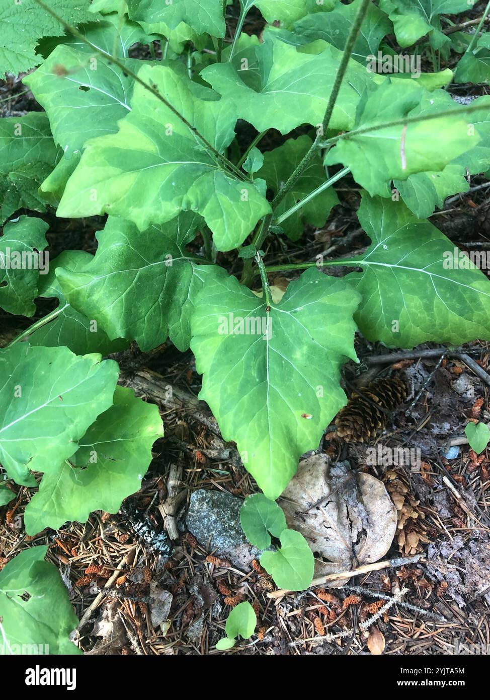 American trailplant (Adenocaulon bicolor Stock Photo - Alamy