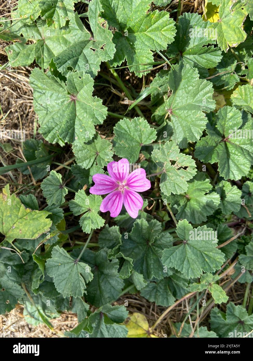Common Mallow (Malva sylvestris Stock Photo - Alamy