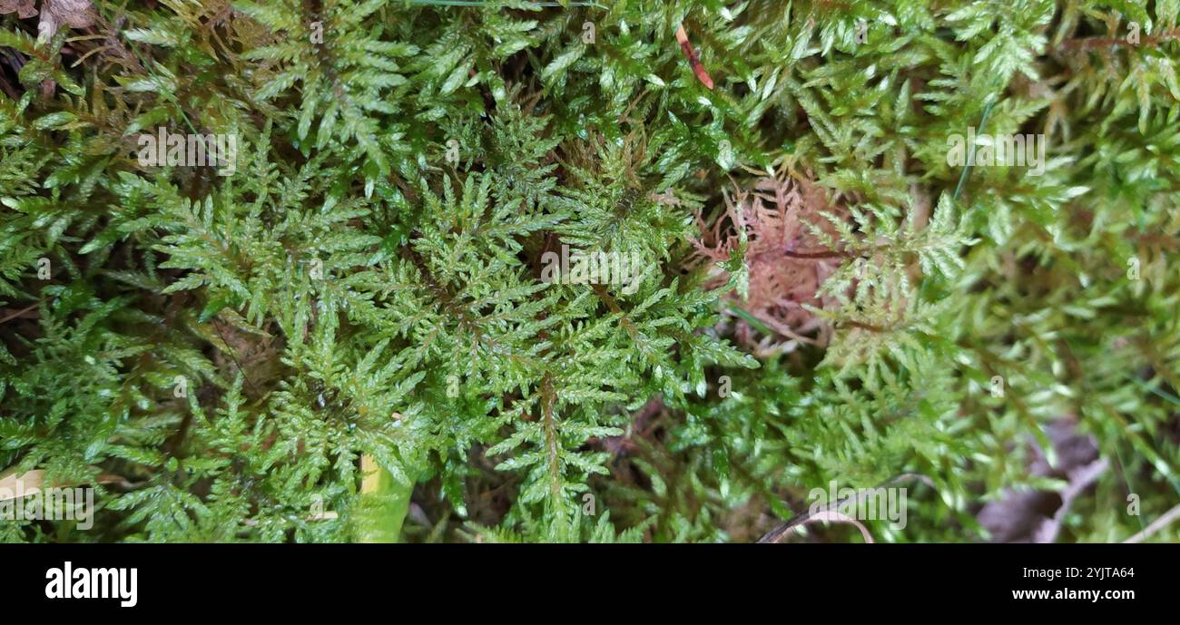 stairstep moss (Hylocomium splendens Stock Photo - Alamy