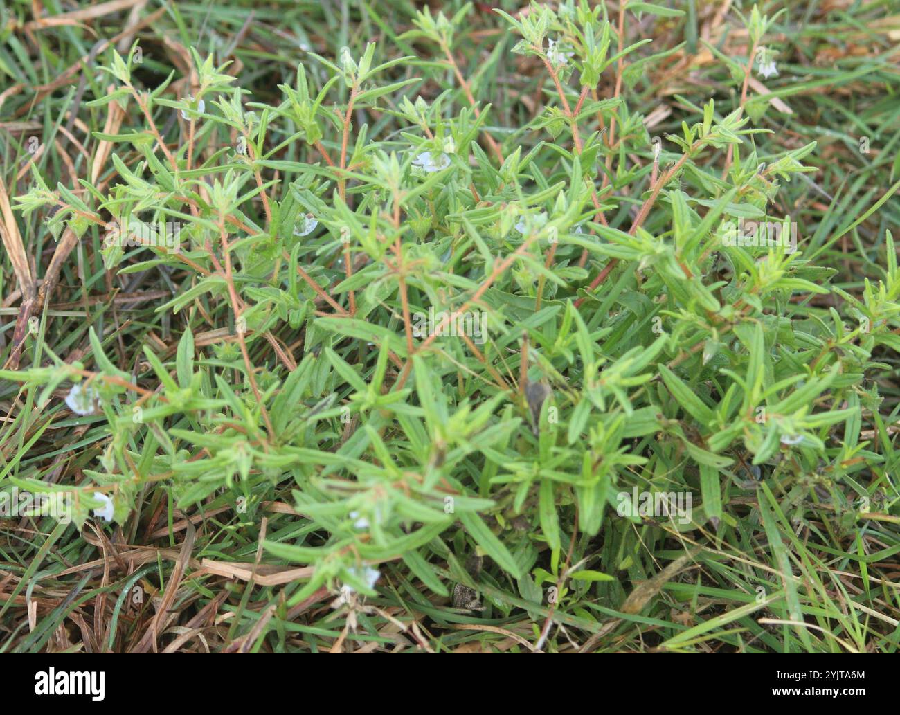 Indian borage (Trichodesma indicum Stock Photo - Alamy