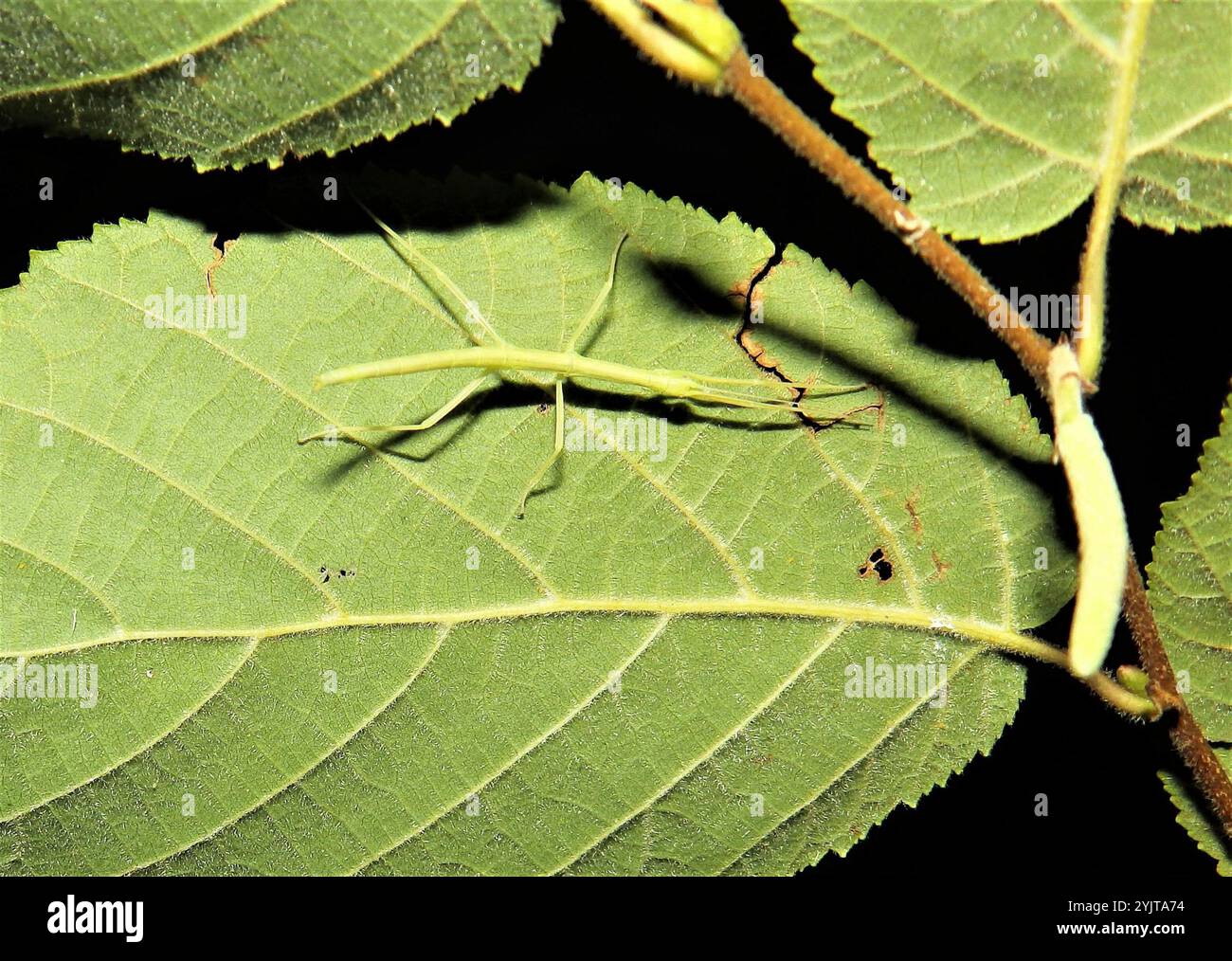 Stick Insects (Phasmida Stock Photo - Alamy