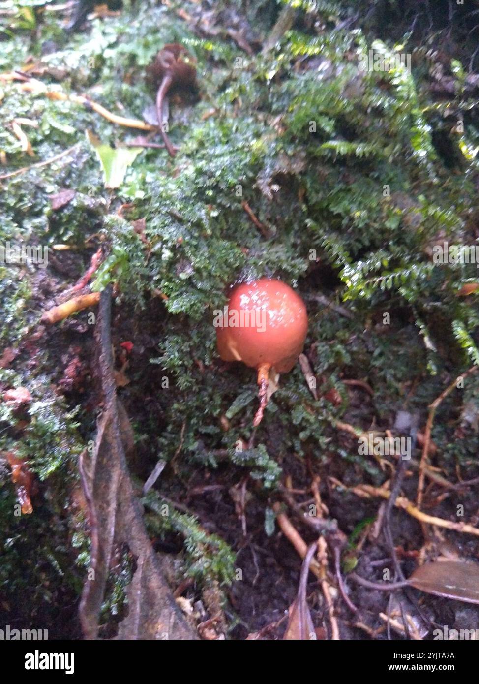 Calostoma hi-res stock photography and images - Alamy