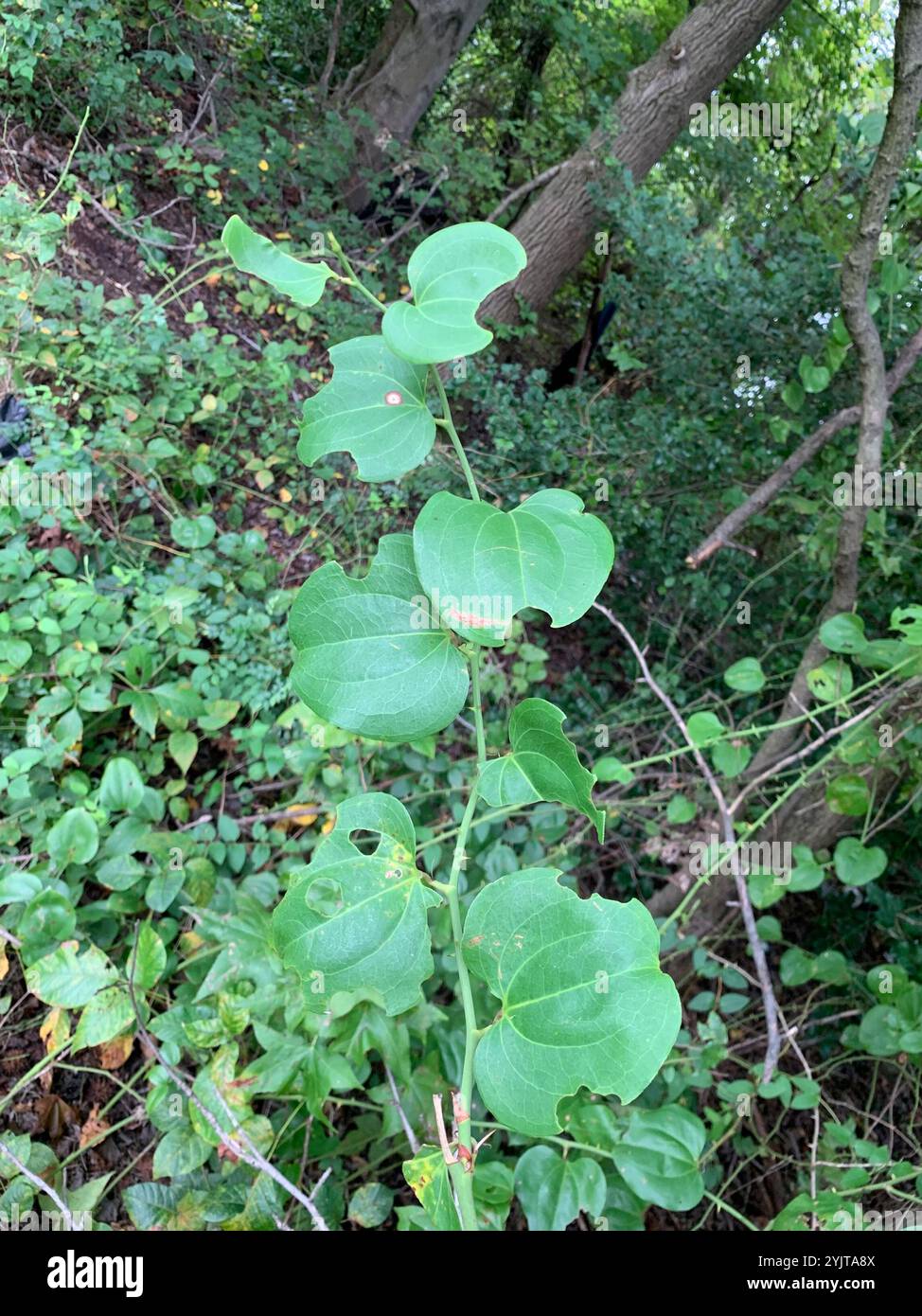 roundleaf greenbrier (Smilax rotundifolia Stock Photo - Alamy