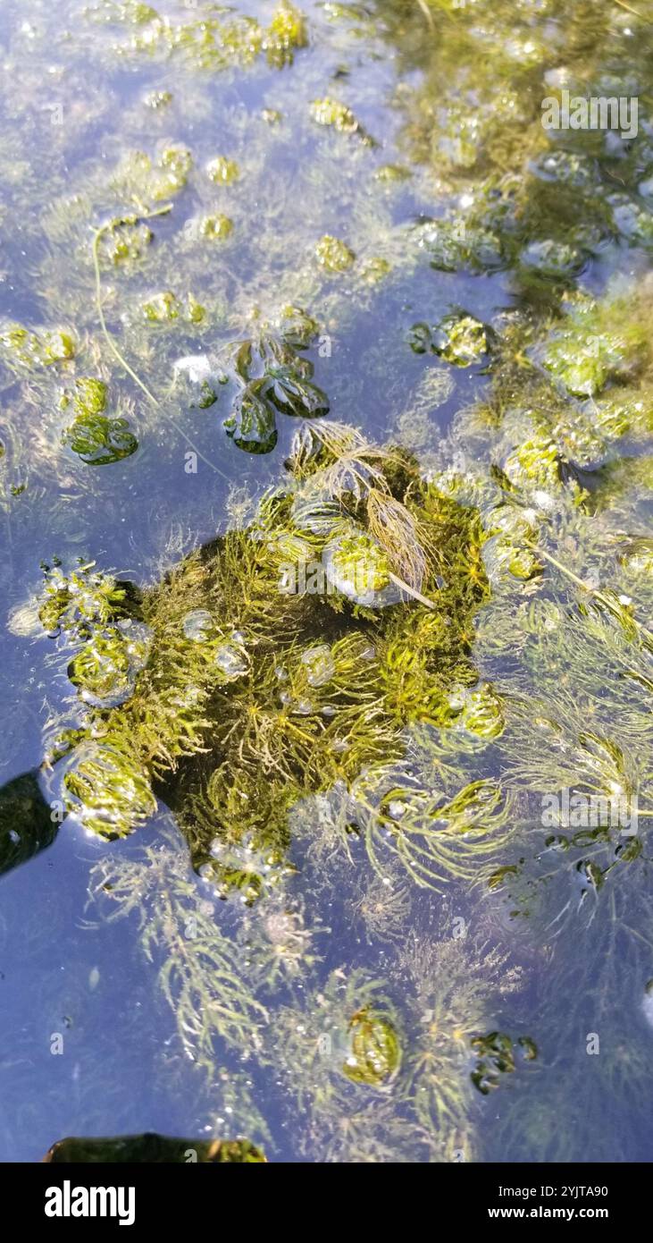 coontail (Ceratophyllum demersum Stock Photo - Alamy
