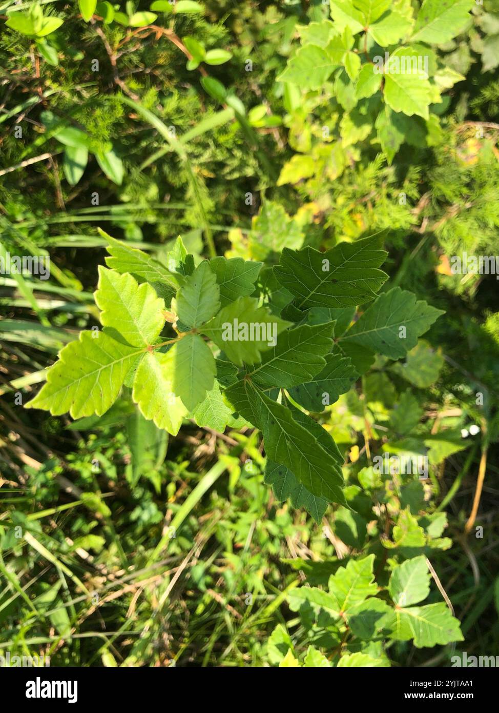 fragrant sumac (Rhus aromatica Stock Photo - Alamy